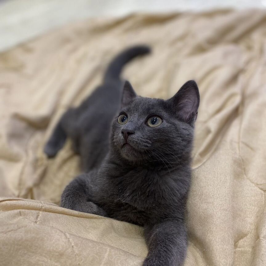 Котик пол 5 месяцев