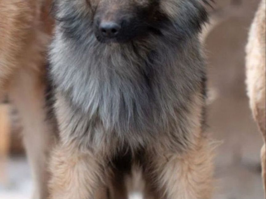 Единственный во всем мире