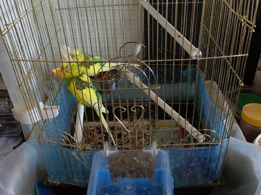 Волнистые попугаи с клеткой