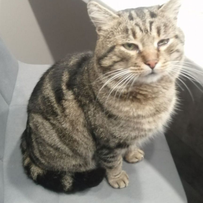 Котик