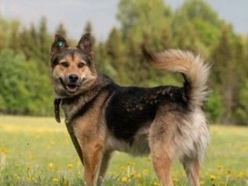 Милейшее создание мечтает о своем доме