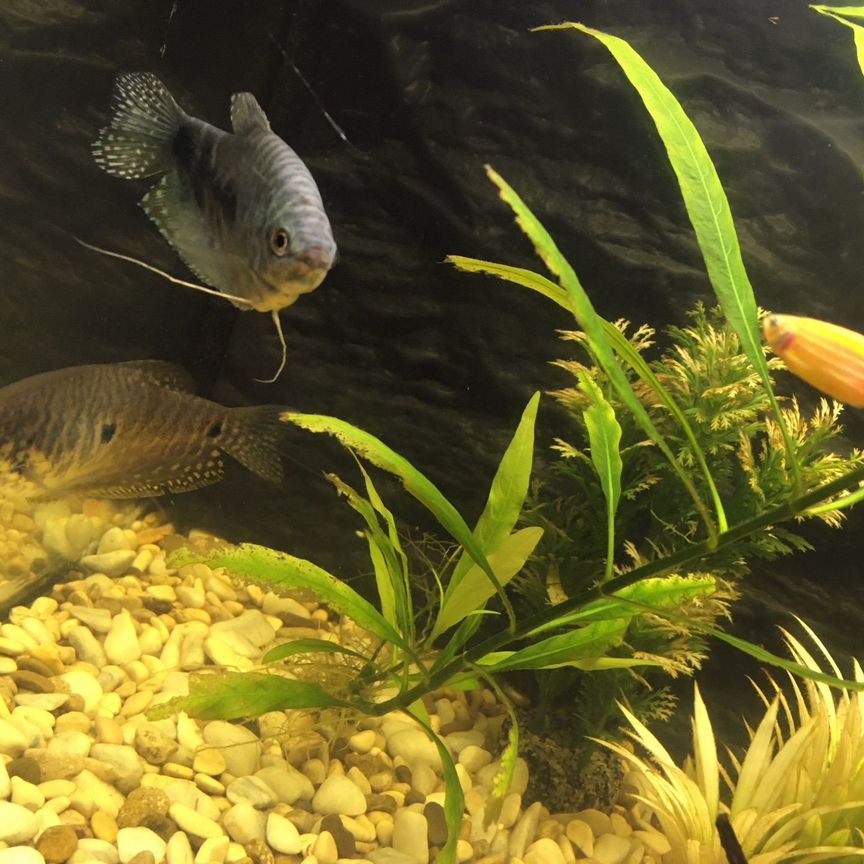 Гурами пара