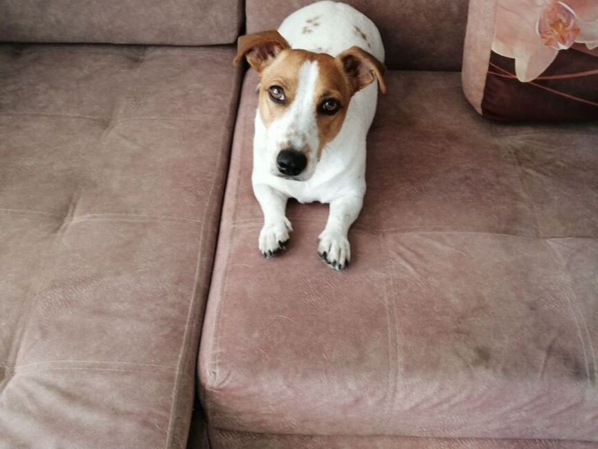 Джек рассел в добрые руки