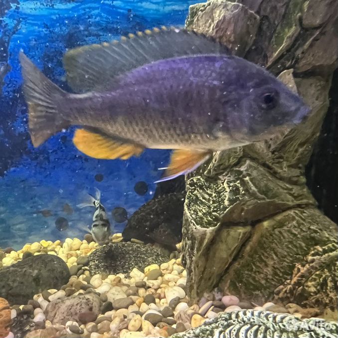 Копадихромис каданго