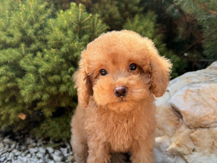 Той-пудель мини мальчик