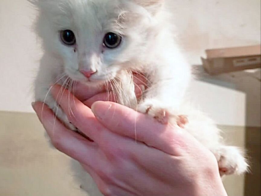 Котенок Беляшик