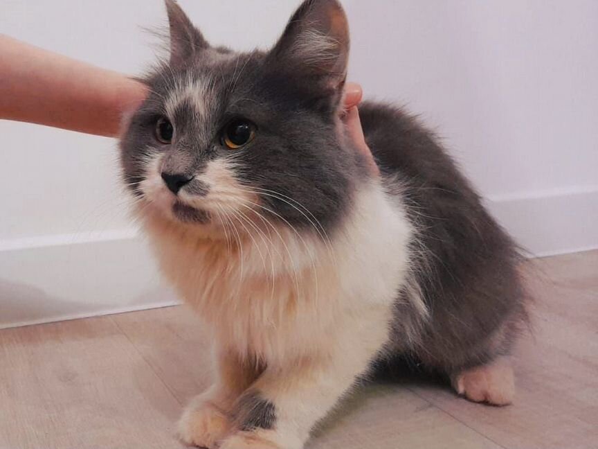 Нашли кошку, ищем хозяина