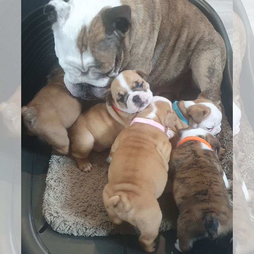 Английский бульдог, щенок