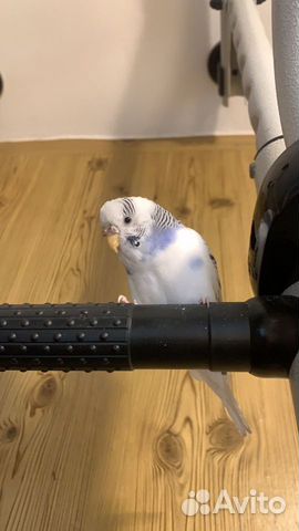 Улетел попугай