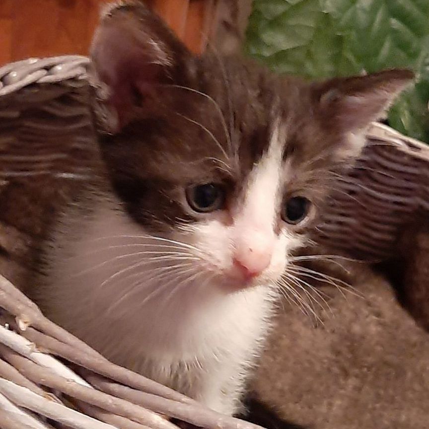 Кошечка в добрые руки