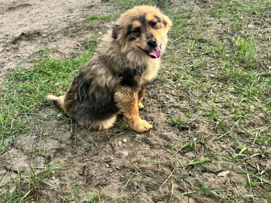 Ньюфаундленд помесь