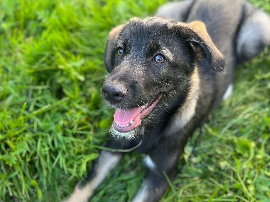 Отдаю шенка в добрые руки