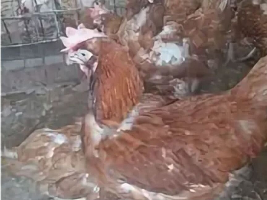 Куры несушки