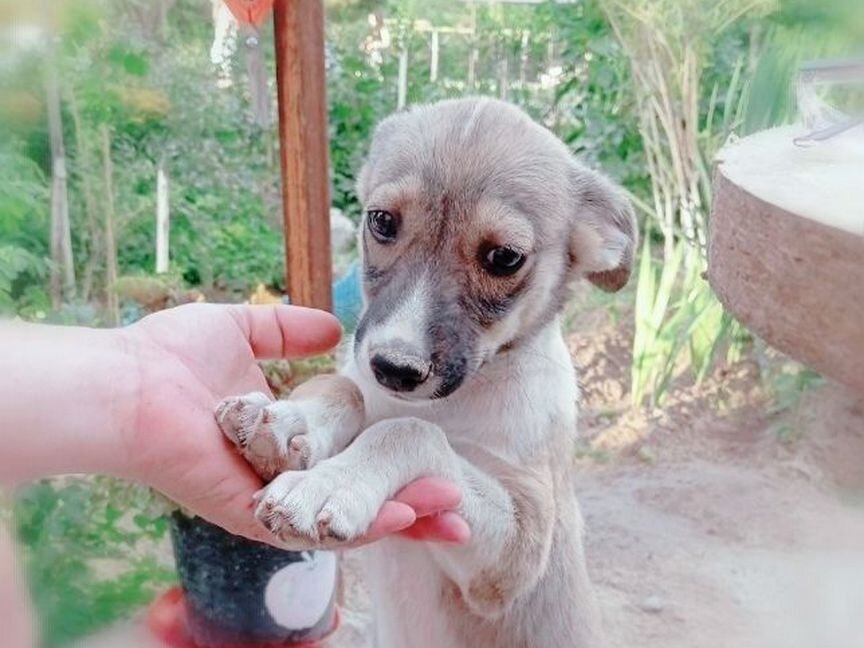 Крошка в добрые руки