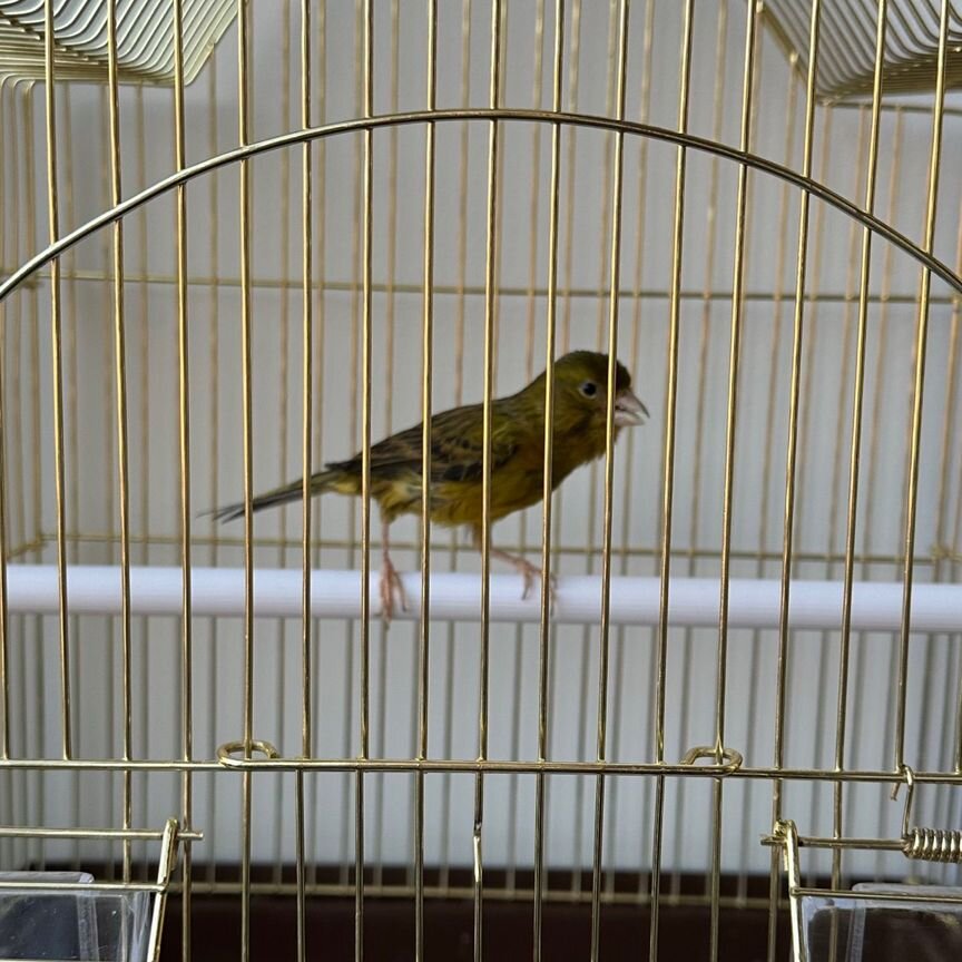 Кенар