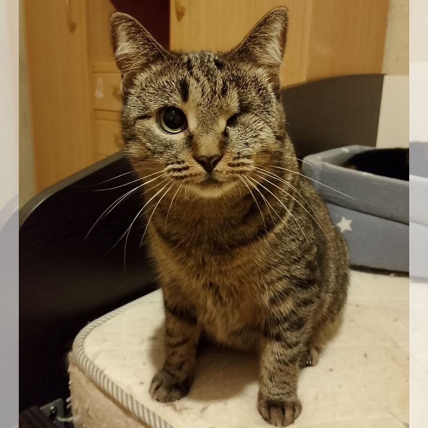 Взрослая, Девочка кошка в добрые руки