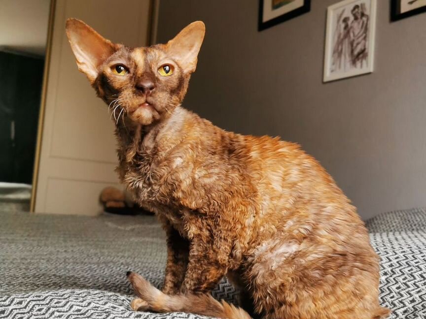 Ваш домашний эльф - корниш-рекс Джеральдина