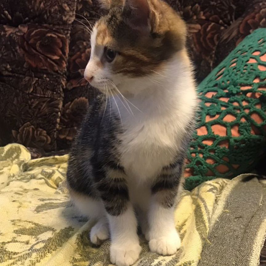 Кошки