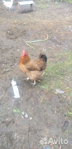 Куры несушки