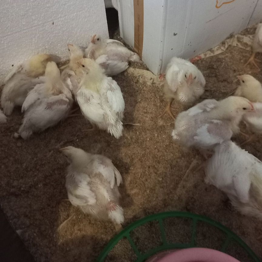 Цыплята бройлеры подрощенные коб 700