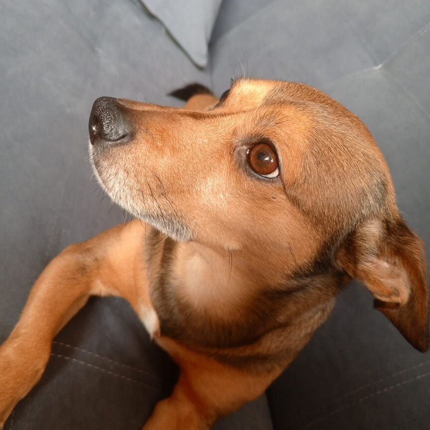 Вязка кобель