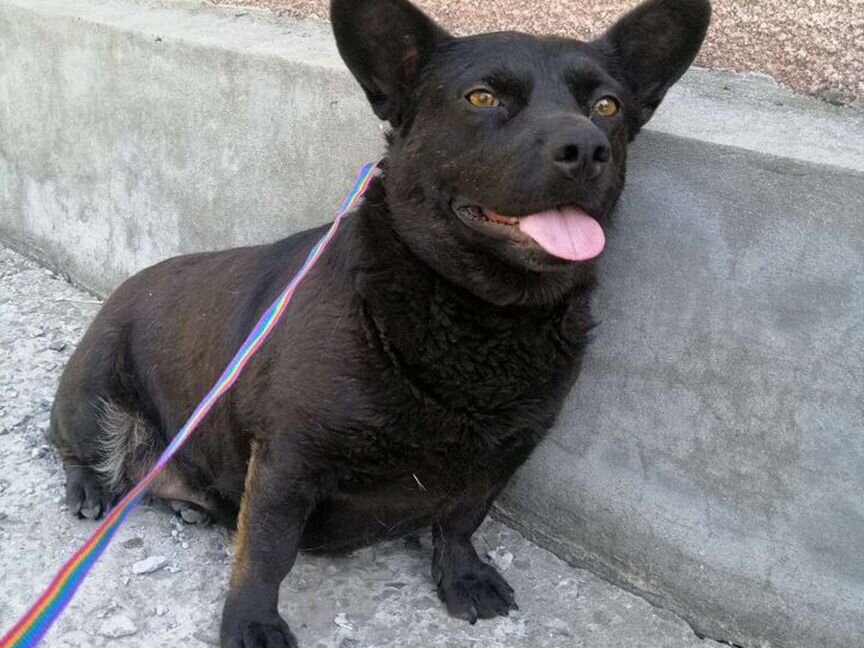 Собака Ночка