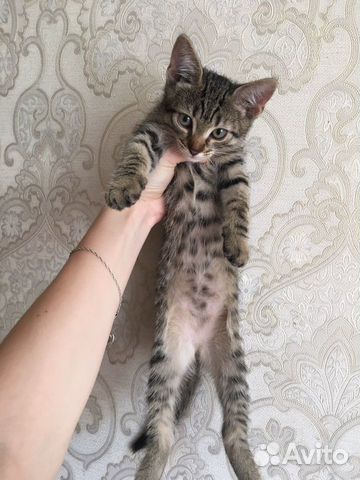 Котята