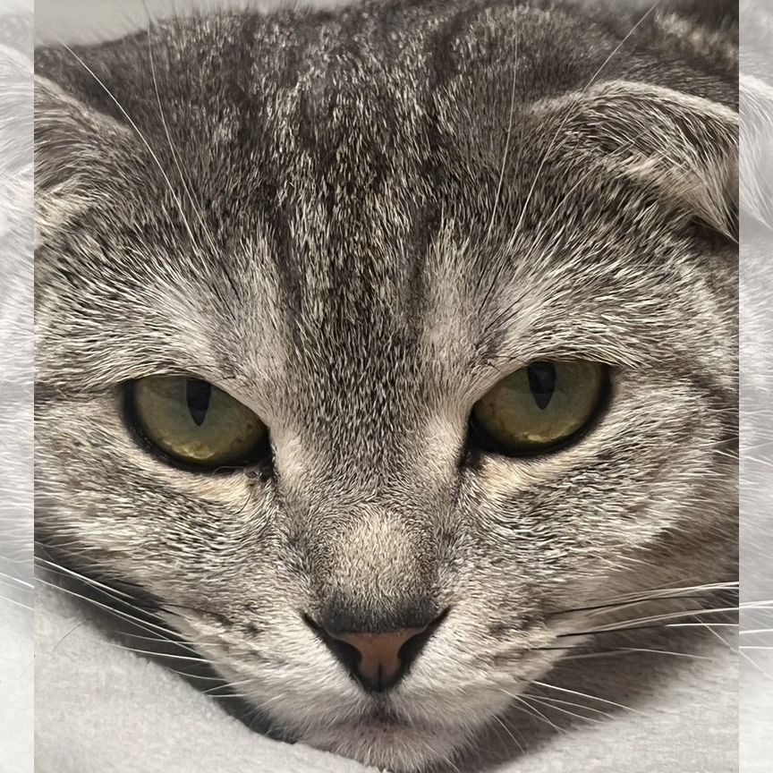 Виртуальная кошка