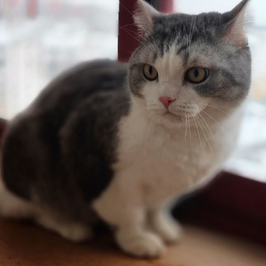 Взрослый кот от частного владельца