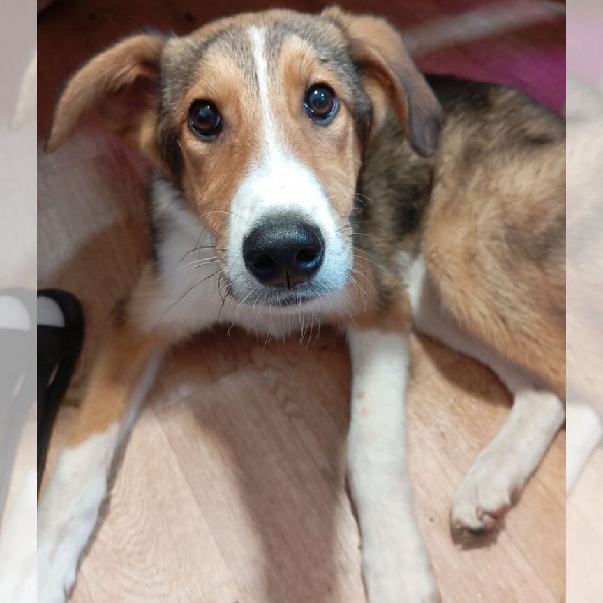 Щенок в добрые руки