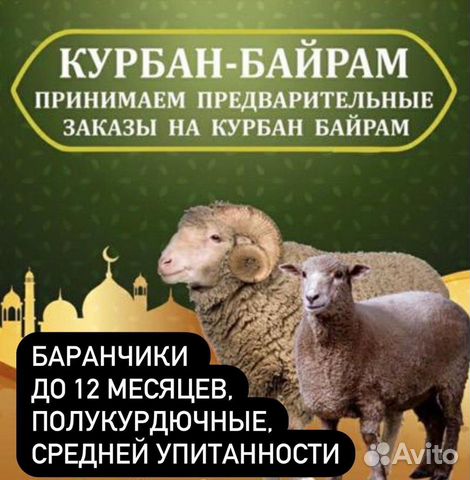 Бараны на курбан байрам