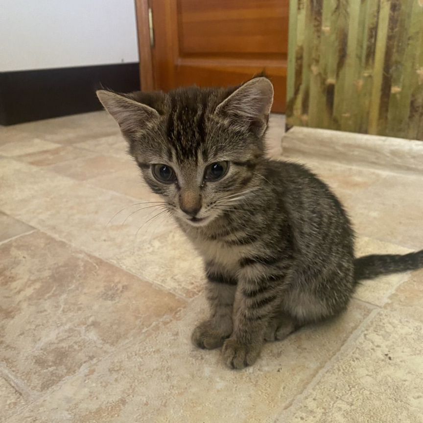 Кошка 2 месяца