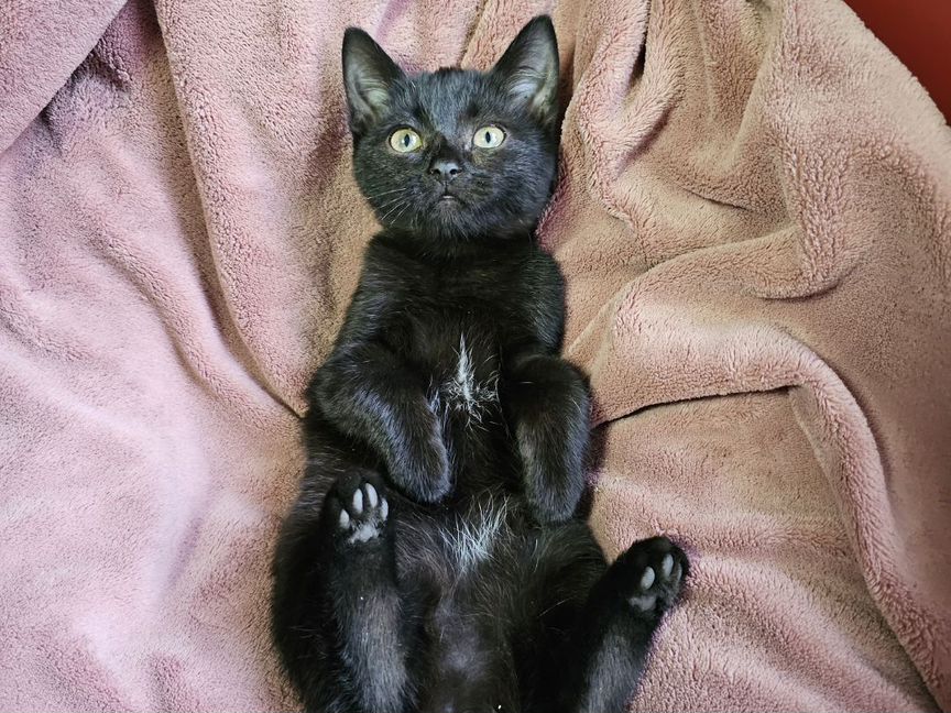 Кошечка черно-коричневая, 2,5 мес