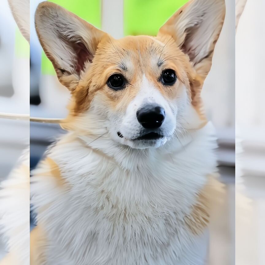 Вельш Корги Пемброк, щенок