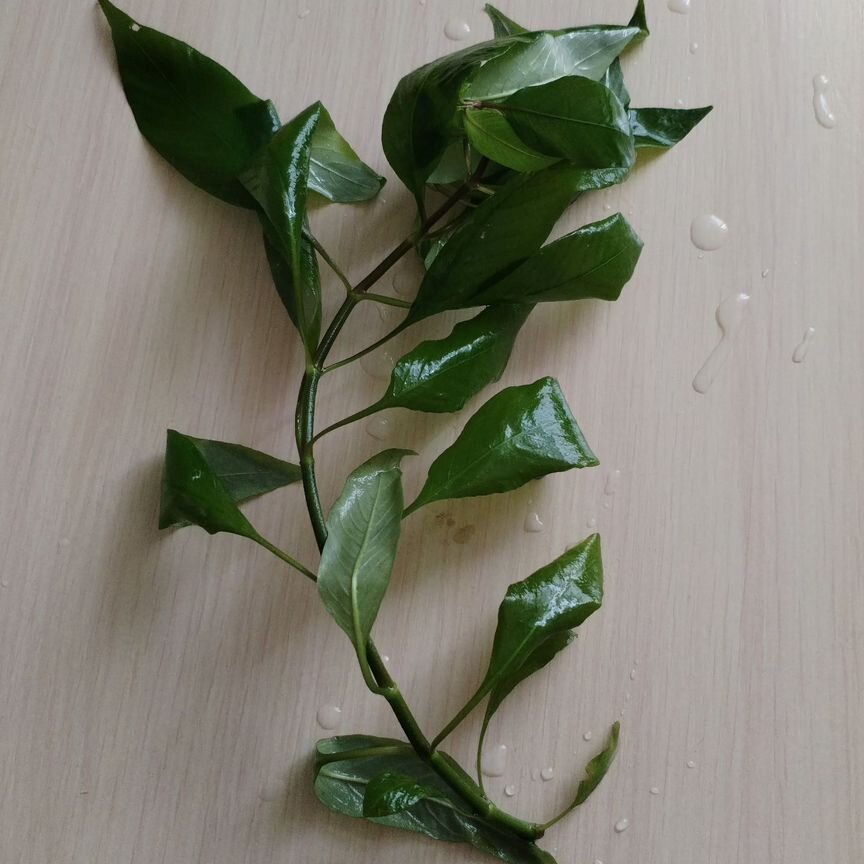 Лимонник для аквариума