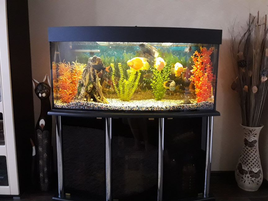 Аквариум с рыбами