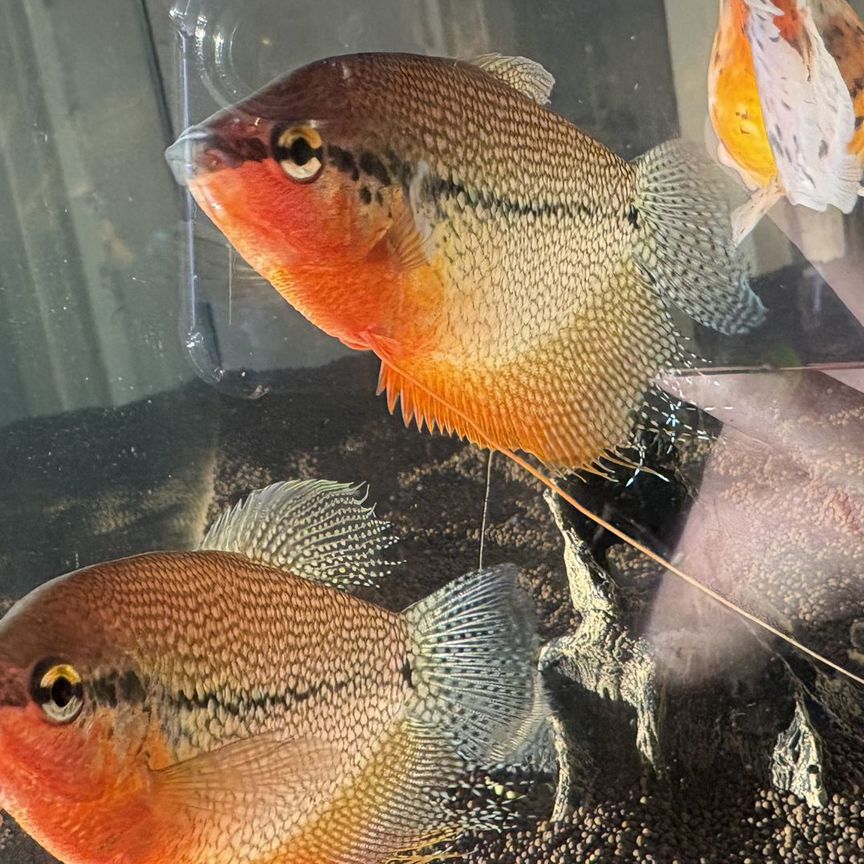 Гурами жемчужный