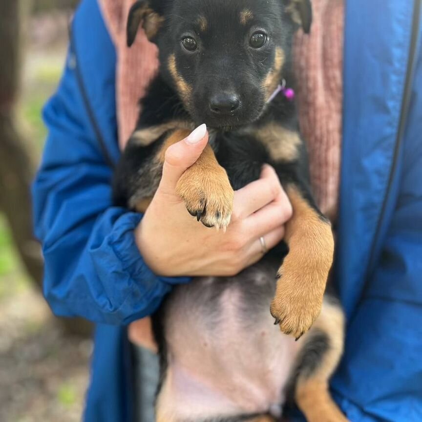 Щенок в дар, собака в добрые руки