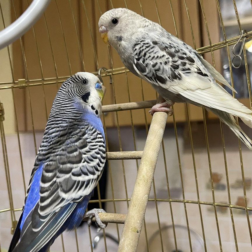 Волнистый попугай