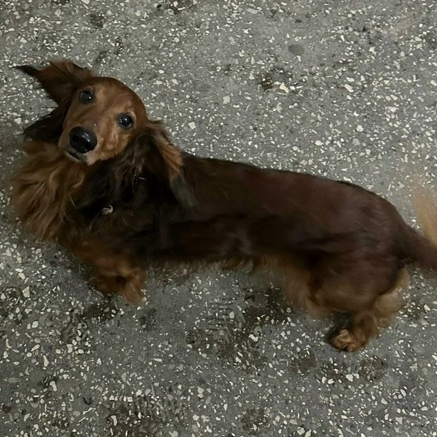 Такса, взрослый пёс