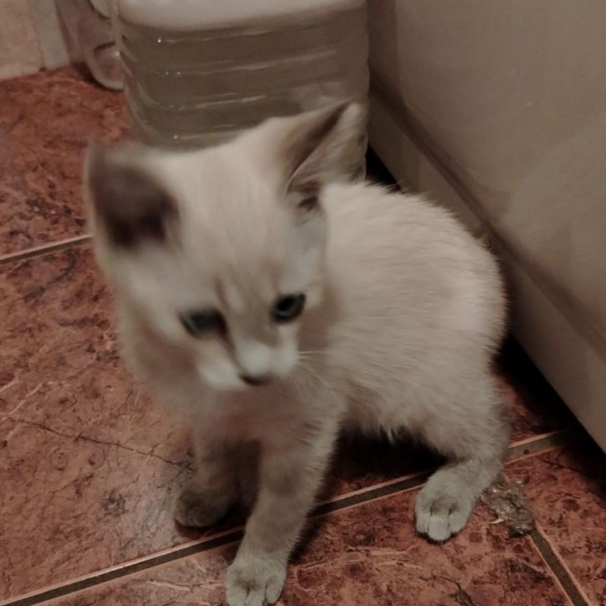 Котёнок 2,5 месяца