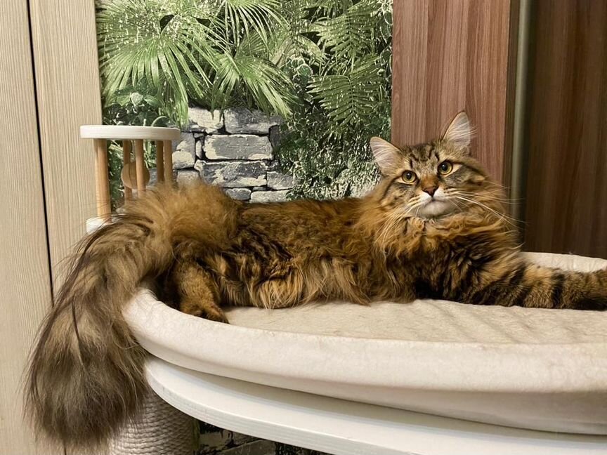 Отдам сибирского котика