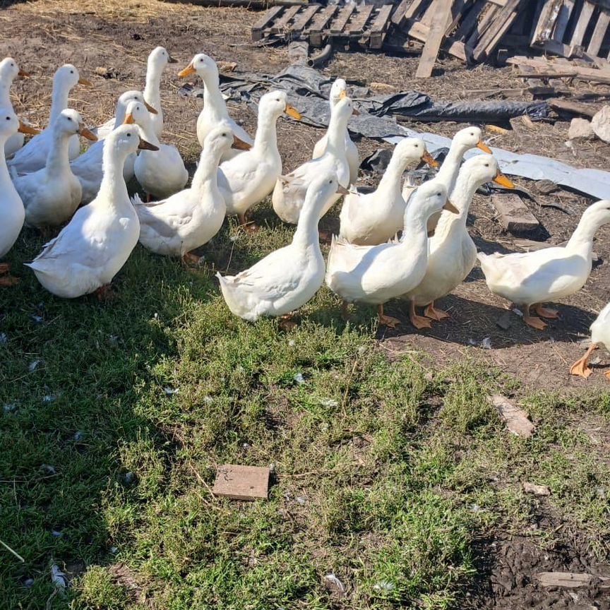 Пекинская утка