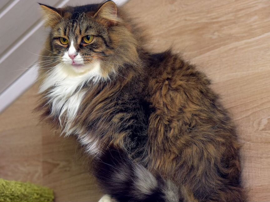 Пушистое чудо ищет дом