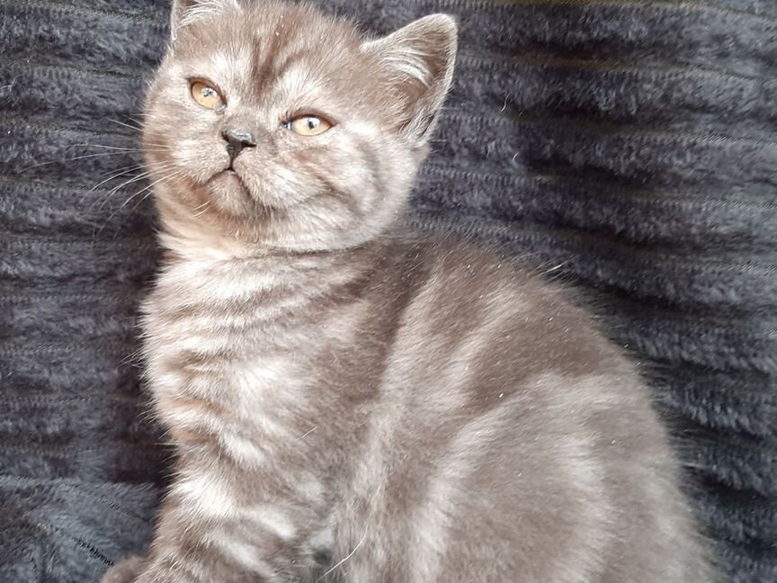 Шотландские короткошорстные страйд