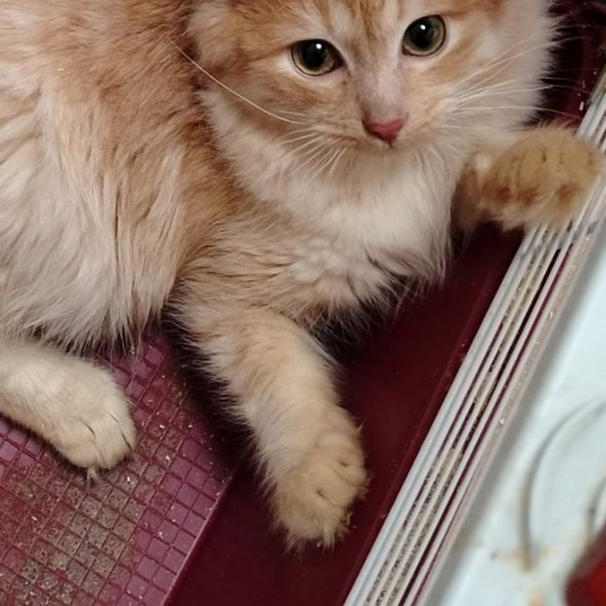 Котенок мальчик