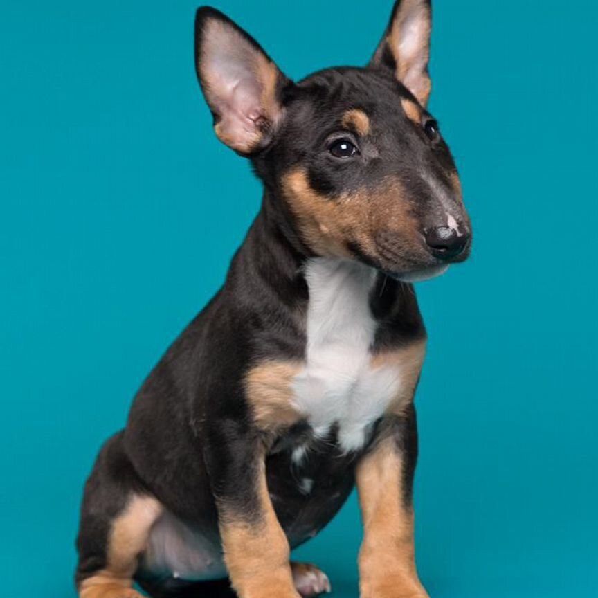 Миниатюрный бультерьер