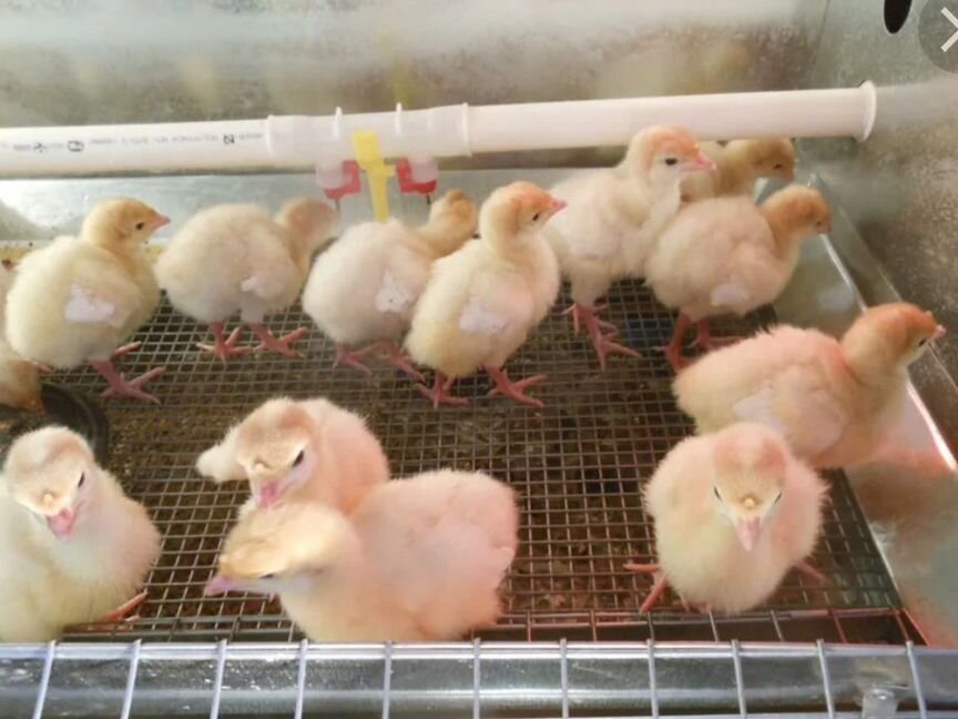 Индейка бройлерная