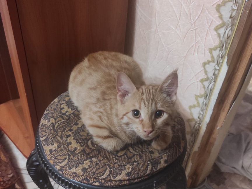 Продам котят мейн-кун