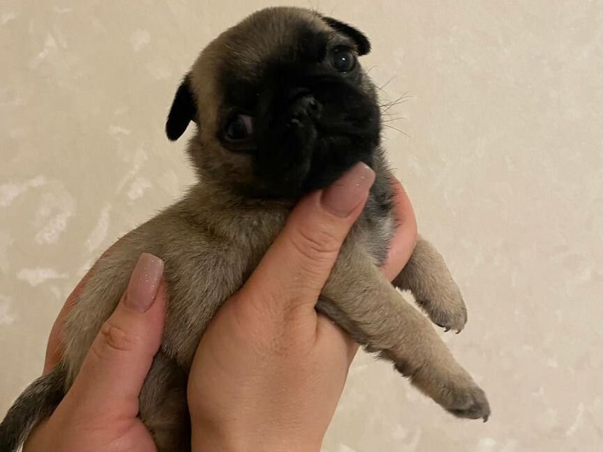 Щенки мопса